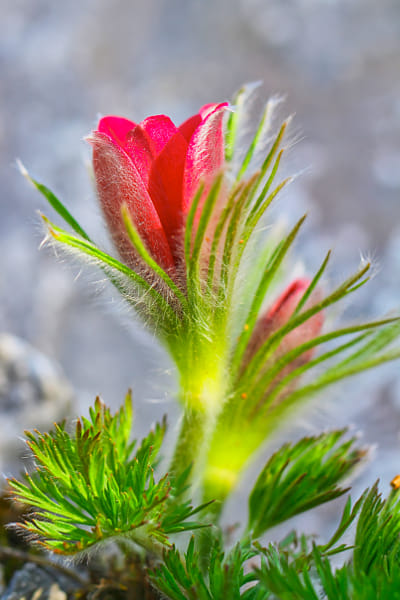 Close-up of red pulsatilla plant by Bernhard Kaiser | 500px