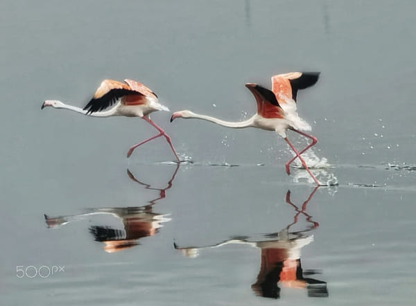 IMG_6472. Flamingos take to flight. by Terry Wells | 500px