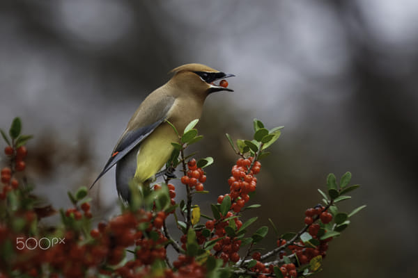 Cedar Waxwing by Keith Crabtree | 500px