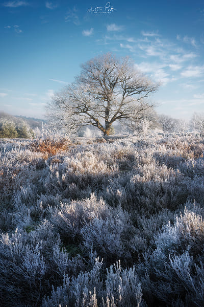 Cold oak by Martin Podt | 500px