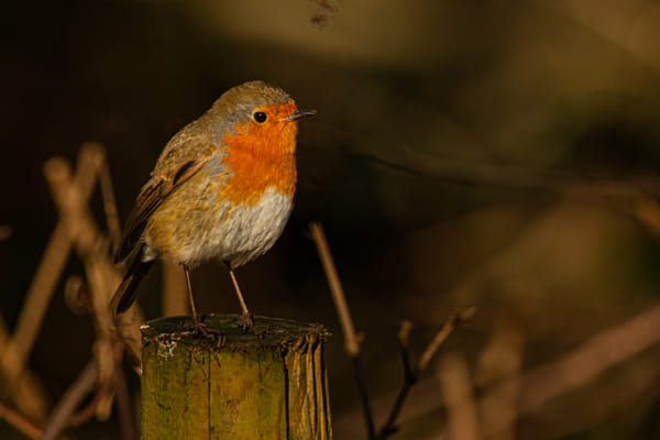 Mr Robin by Adrian Bennett | 500px