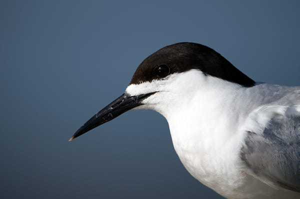 White Fronted Tern by Tom Musson | 500px