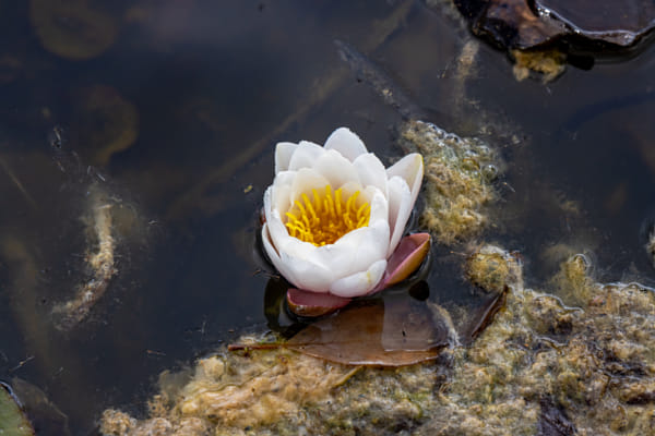 High angle view of lotus water lily in lake by Seif Ibrahim | 500px
