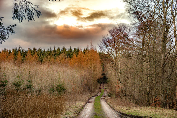 Sunset in the forest by leon hansen | 500px