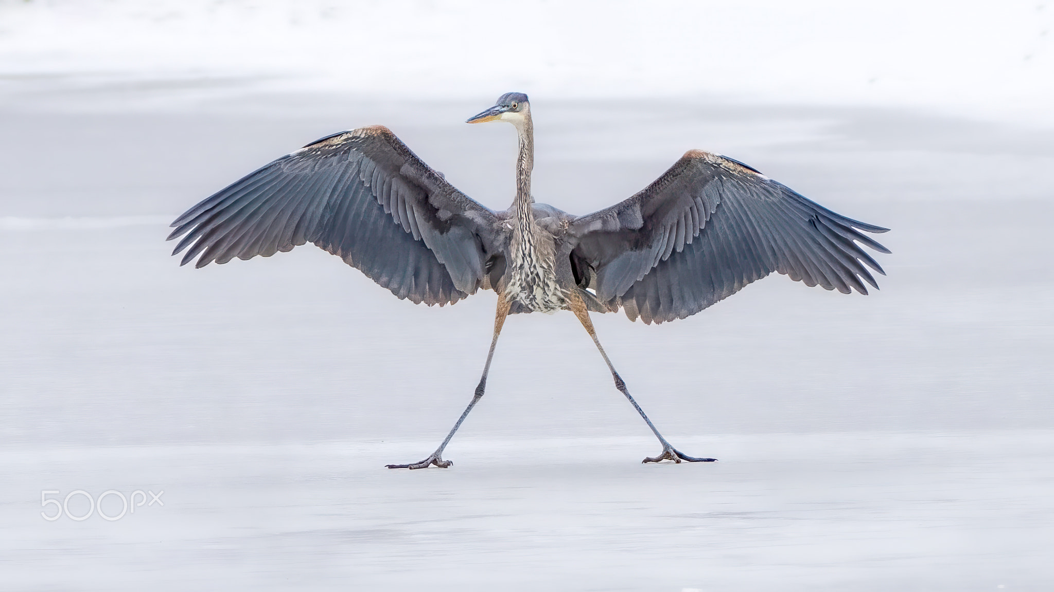 Legs Akimbo by Dennis Bartsch | 500px