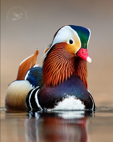 Mandarin duck portrait by Hans-Peter Ilge | 500px