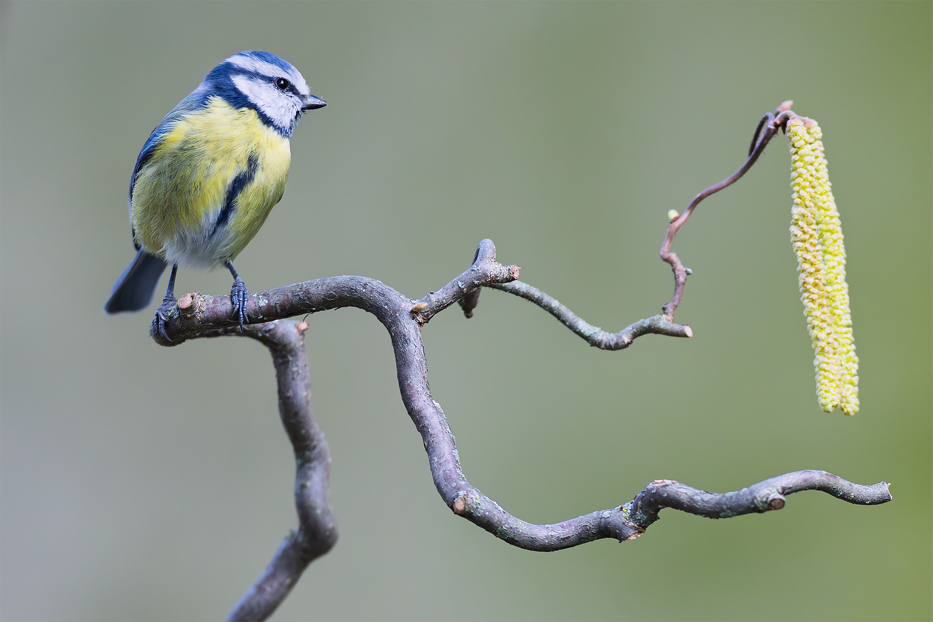 Blue Tit Bird Perched on Branch with Catkin | nature photo by Christian ...
