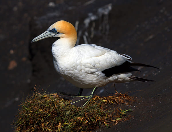 Australasian Gannet by Tom Musson | 500px