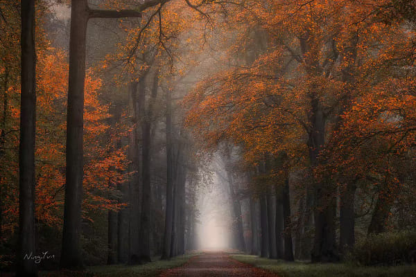 Mist forest by Ningyun Ye | 500px