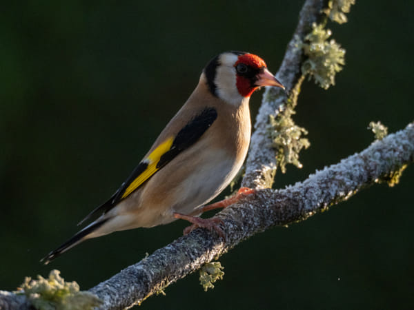 Goldfinch 2025 by Roger Murray | 500px
