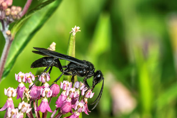 Great Black Wasp (Sphex pensylvanicus) by Robert Kramer | 500px