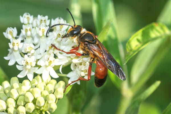 Great Golden Digger Wasp (Sphex ichneumoneus) by Robert Kramer | 500px