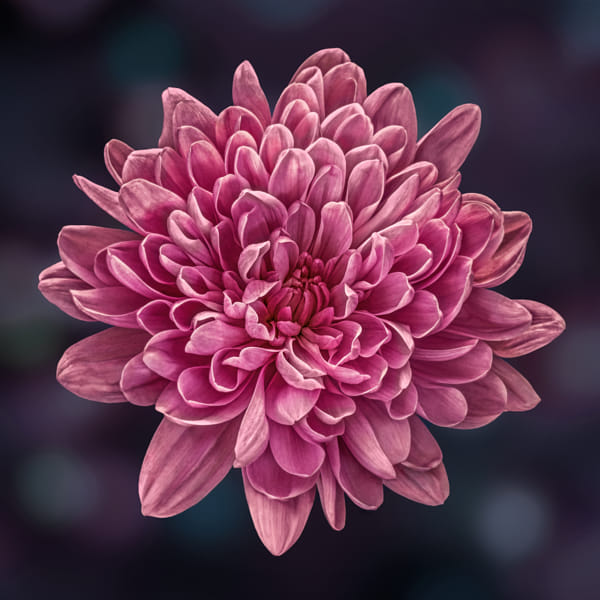 Flower by Sinisa Strkalj | 500px