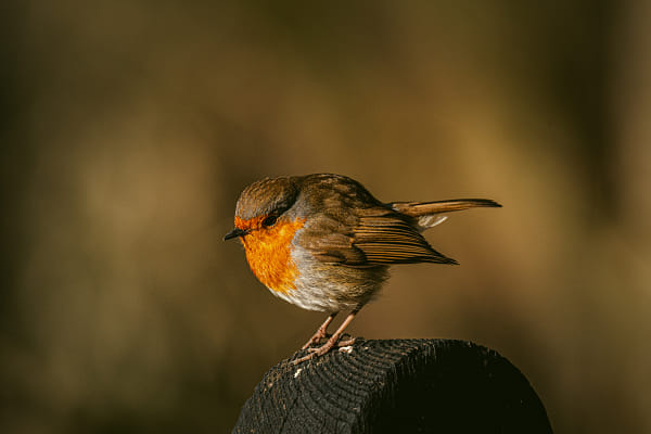 Mr Robin by Adrian Bennett | 500px