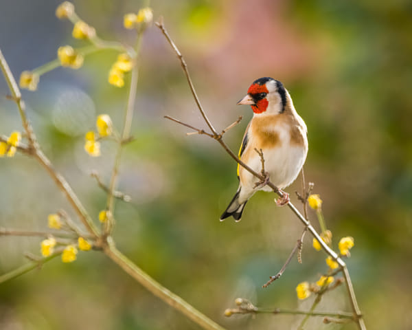 European Goldfinch (Carduelis carduelis) on branch by Patrick Gallet ...
