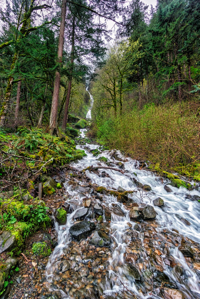 Woodland Flow by Warren Ishii | 500px