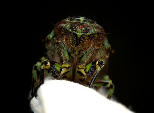 Macro View of a Cicada Insect Head | nature photo by Tom Musson | 500px