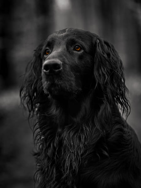 Leo the Dog by David Endler | 500px