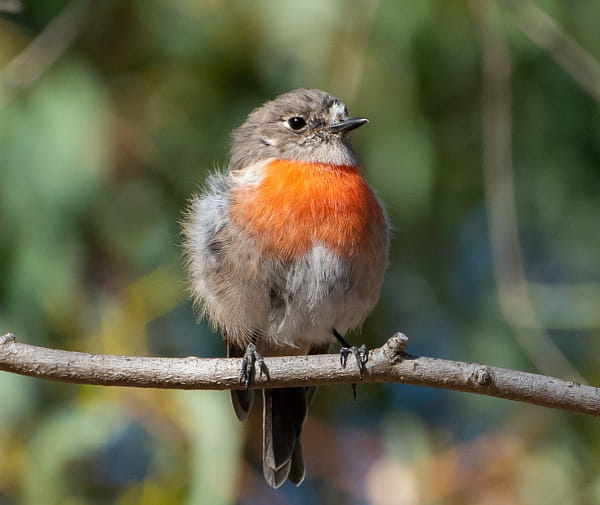 Scarlet Robin (female) by Tam Phillis | 500px