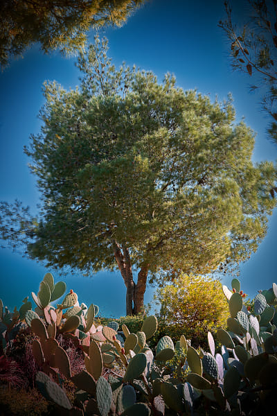 Albero nel bosco by ottavio felice | 500px