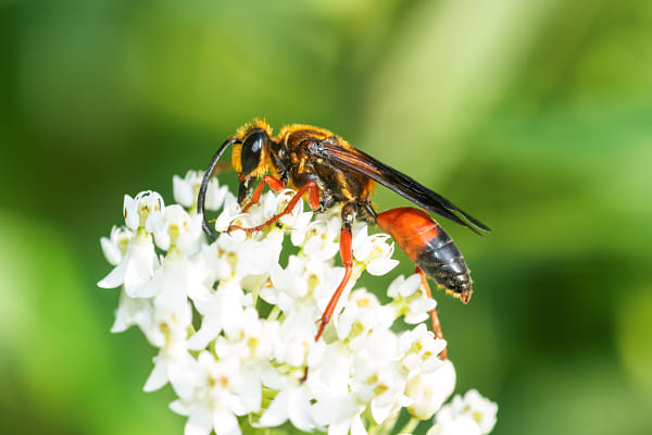 Great Golden Digger Wasp (Sphex ichneumoneus) by Robert Kramer | 500px