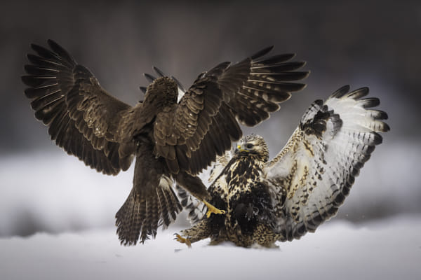 Common buzzard vs. rough-legged buzzard by Paweł Kawecki | 500px