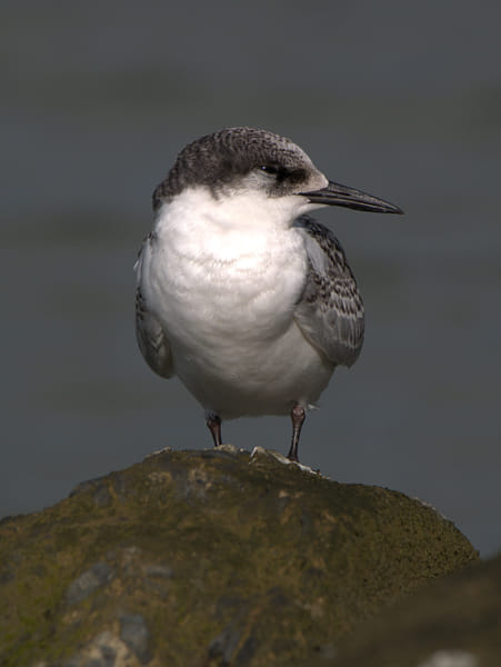White Fronted Tern Juvenile by Tom Musson | 500px