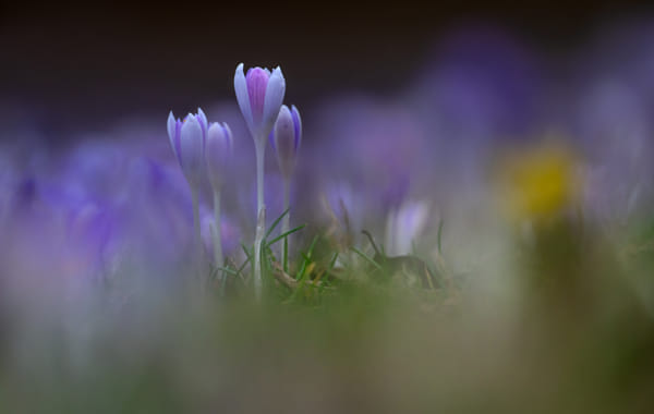 signs of spring by Stefan Thaler | 500px