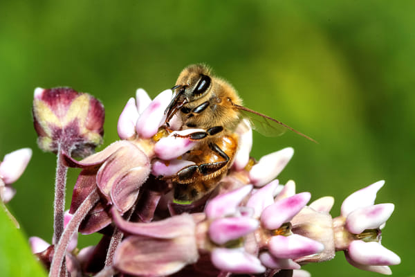 Western Honey Bee (Apis mellifera) by Robert Kramer | 500px