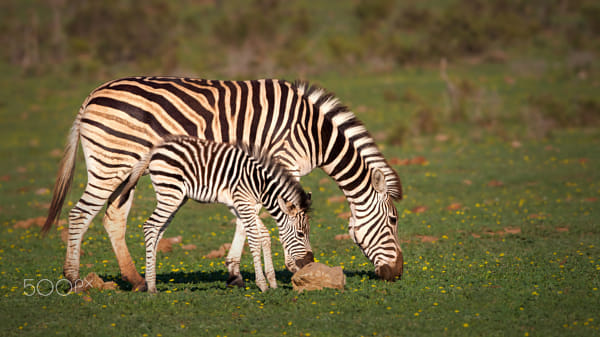 Winters Coming by Rick Dobson | 500px