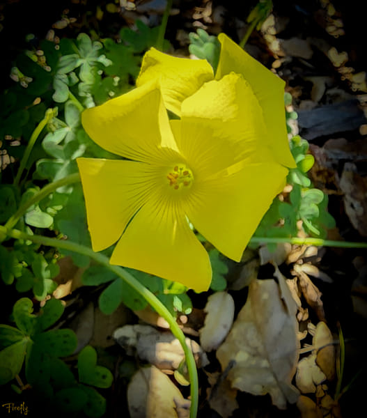 Good morning!! by Firefly | 500px