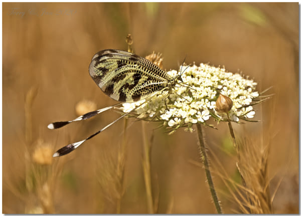 Spoonwing Lacewing by Terry and Jan Farrow | 500px