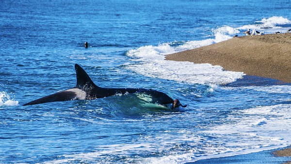 Orca atacando by Murilo Do Rego Lins | 500px