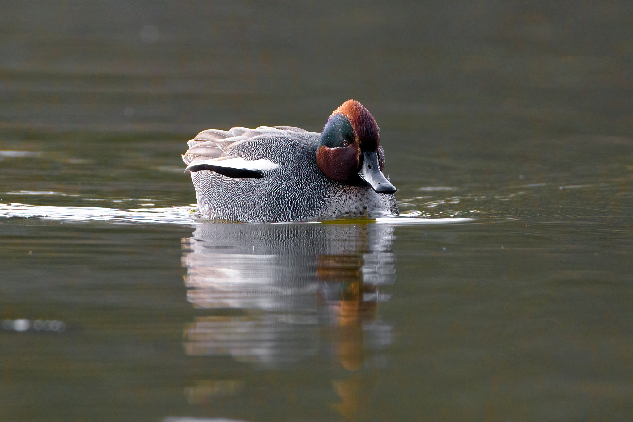 Common teal by Daniela D'Ottavi | 500px