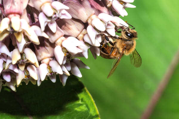 Western Honey Bee (Apis mellifera) by Robert Kramer | 500px