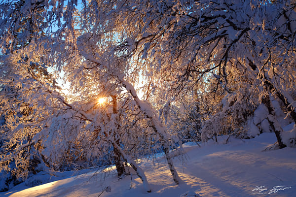 Sunlight Through Snow Covered Trees in Winter | landscape photo by Igor ...
