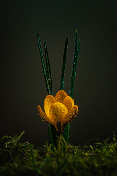 March flower. by Tamás Hauk | 500px