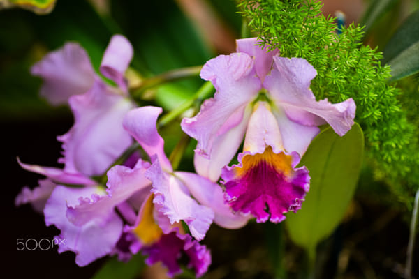 Greenhouse fun by Jay Nelson | 500px