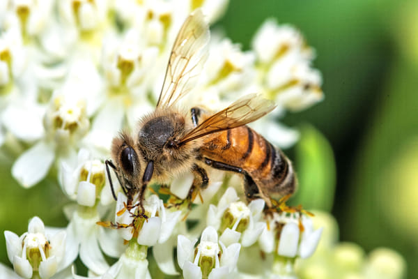 Western Honey Bee (Apis mellifera) by Robert Kramer | 500px