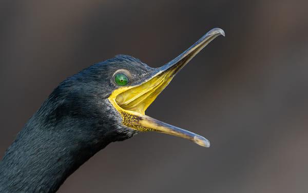 The scream by Dr. Mabuse | 500px