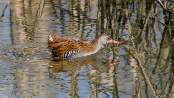 Rale des eaux by Antoine Gaillard | 500px