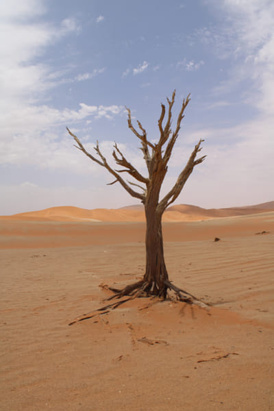 Deadvlei Trees by Neha Srikanth | 500px