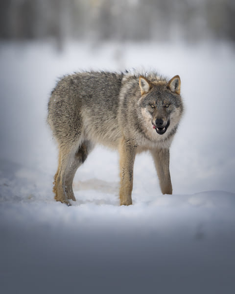 Finnish wolf by Edoardo Ciavattini | 500px