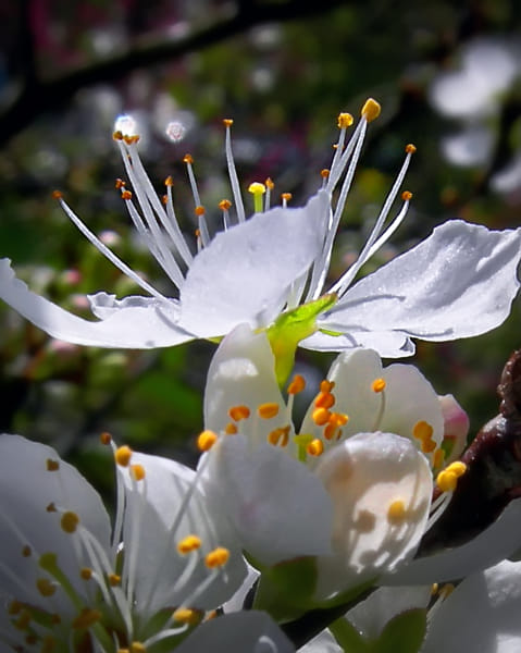 Flower by Jason. Su | 500px