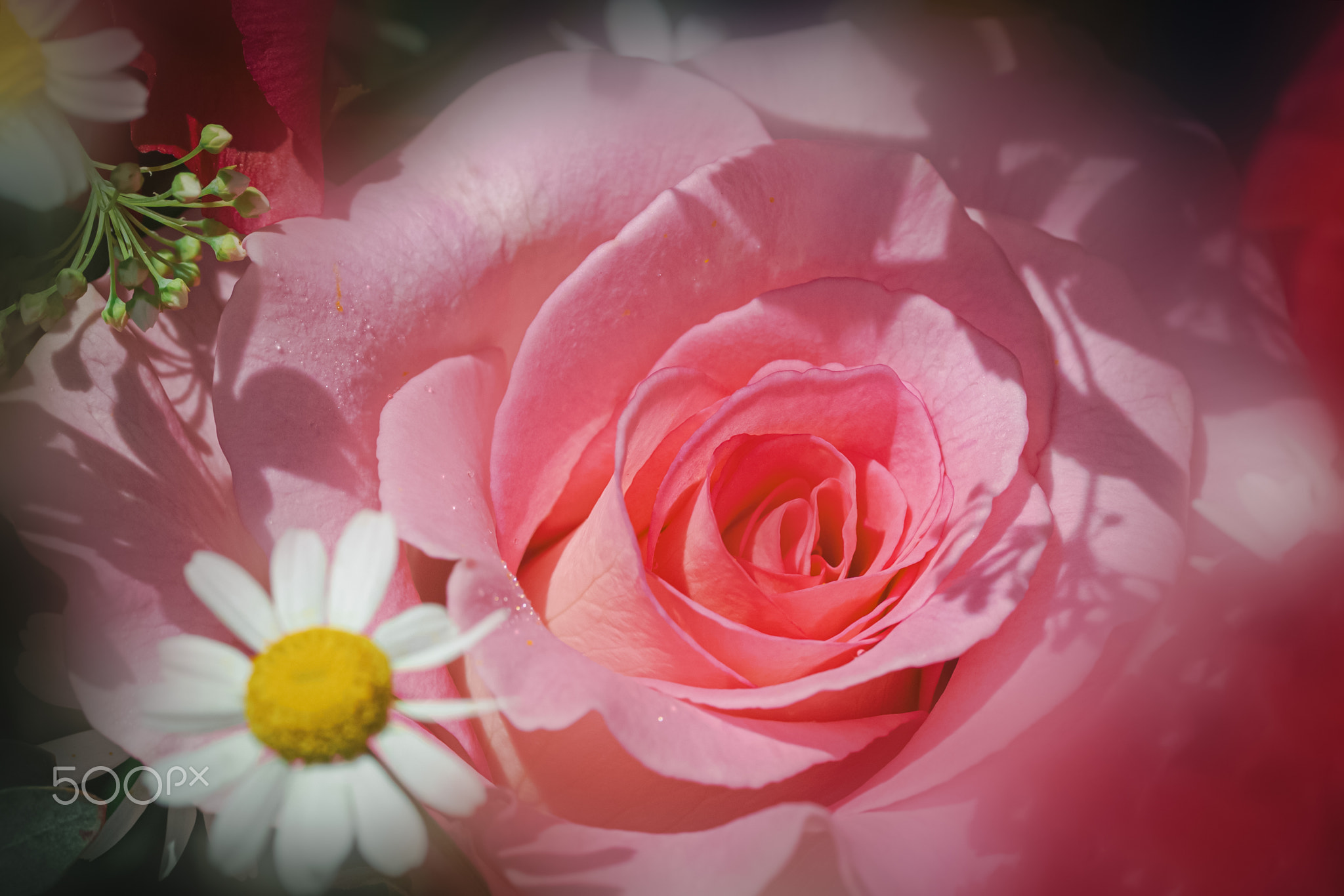 Delicate Pink Rose and Daisy with Water Droplets | nature photo by ...
