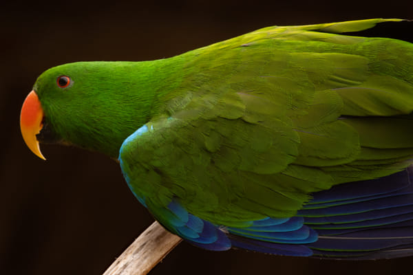 Eclectus Parrot (M) by Kevin O'Connor | 500px