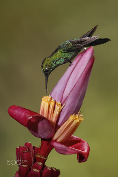 Green-crowned Brilliant Hummingbird by Frank Dobrushken | 500px