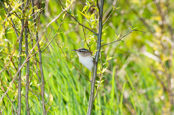 Marsh Wren by Robert Kramer | 500px