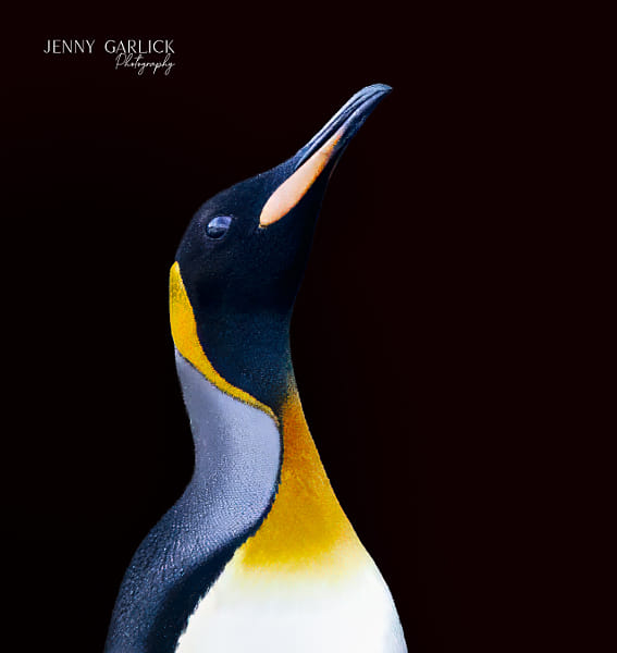 Penguins Fortuna Bay, South Georgia by Jenny Garlick | 500px