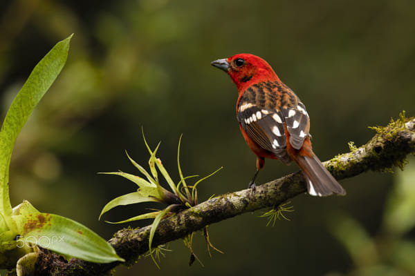 Flame-colored Tanager by Frank Dobrushken | 500px